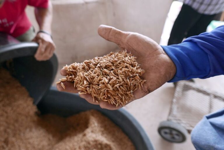 Thailand Targets Higher Rice Exports - Thai Rice Exporter Top Quality ...
