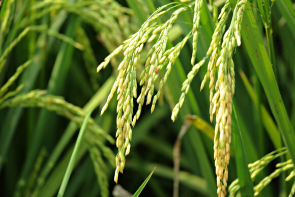 2022 rice exports beat target - Thai Rice Exporter Top Quality Rice ...